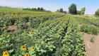 Sunflowers starting to bloom at Linder Farms in Meridian | ktvb.com