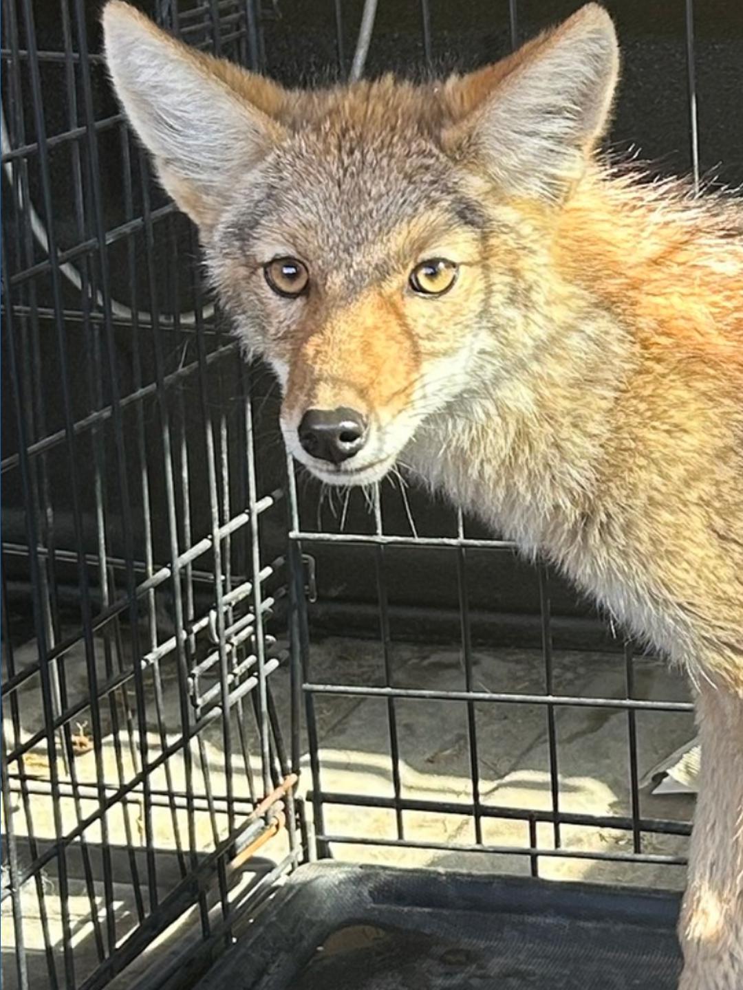 Rupert Police relocate downtown coyote pup | ktvb.com
