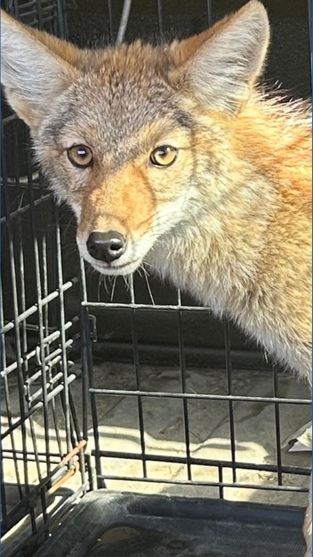 Rupert Police relocate downtown coyote pup | ktvb.com