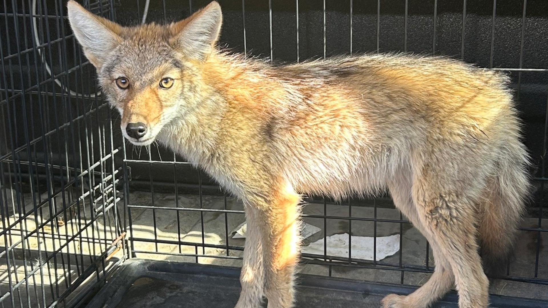 Rupert Police relocate downtown coyote pup | ktvb.com