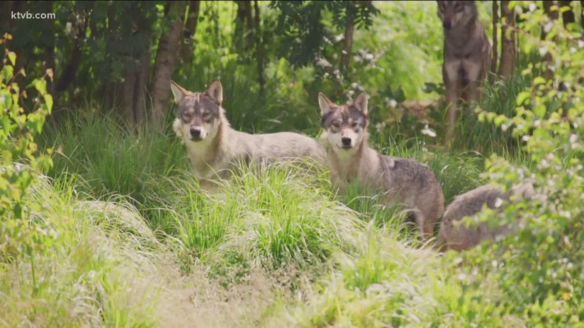 What does SB 1211 mean for Idaho's grey wolf population? | ktvb.com