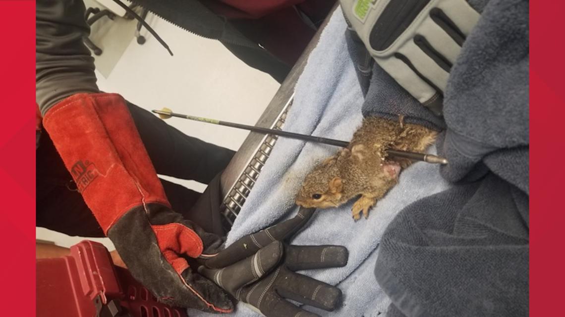 Squirrel shot in the back with an arrow rescued by Idaho Humane Society ...