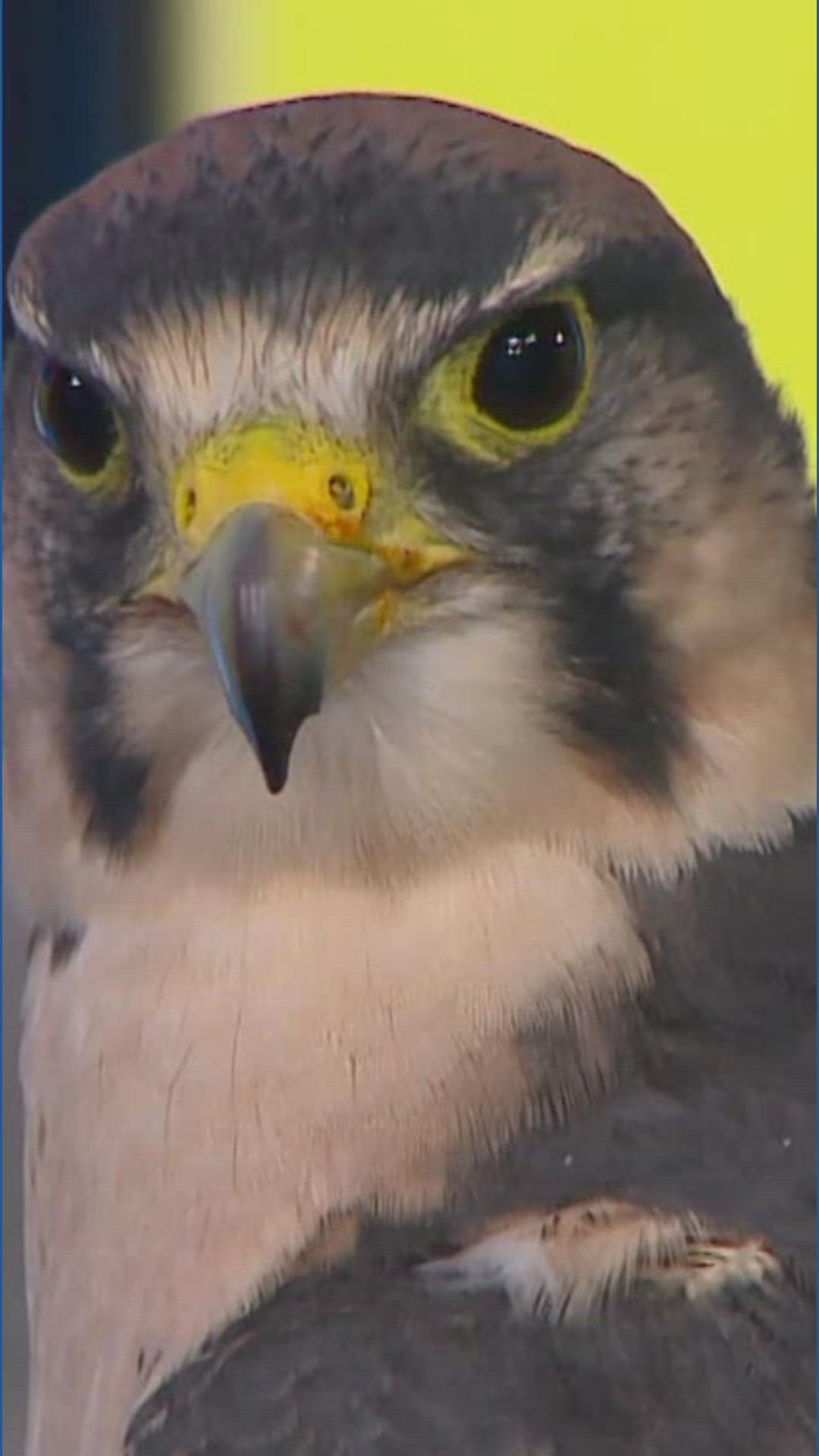 Makeda the Falcon tells us all about the Fall Flights at the World ...