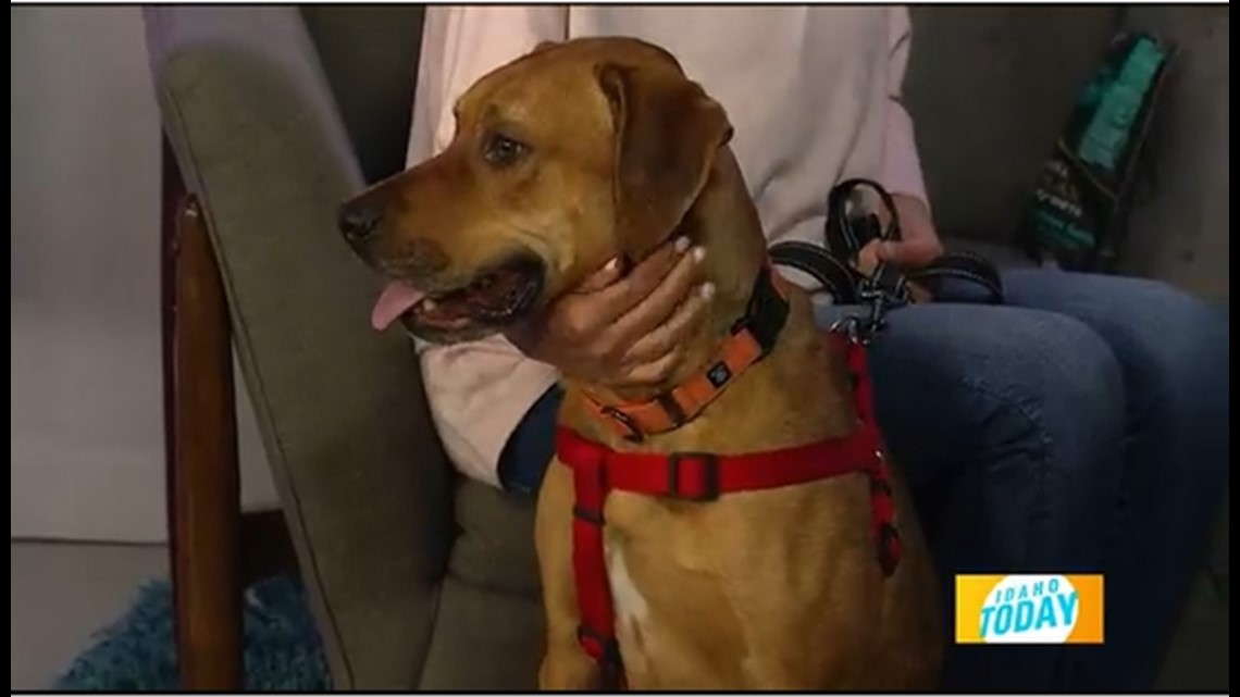 Idaho Today: The Latest Adoptable Pet with Idaho Humane Society | ktvb.com