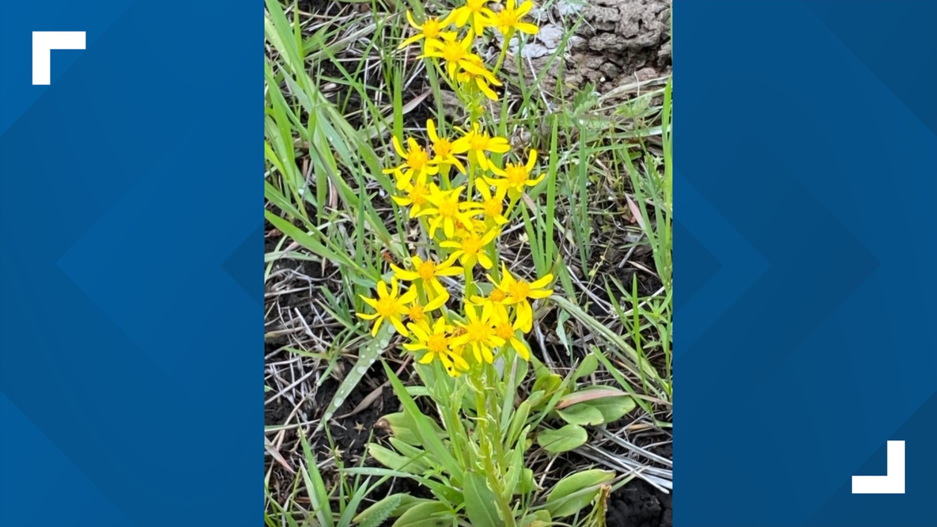 KTVB You Can Grow It: Idaho wildflowers blooming in mountains | ktvb.com
