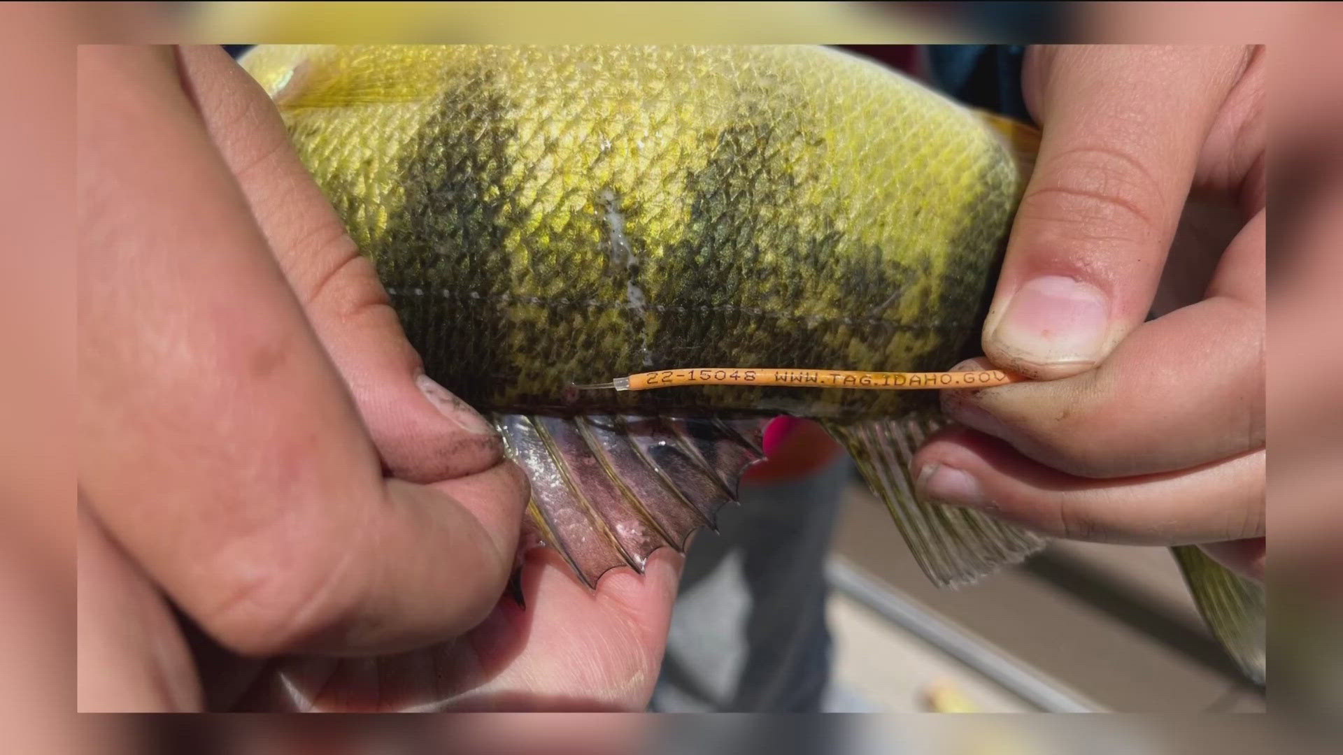 Idaho Department of Fish and Game asks anglers for orange-tagged fish ...