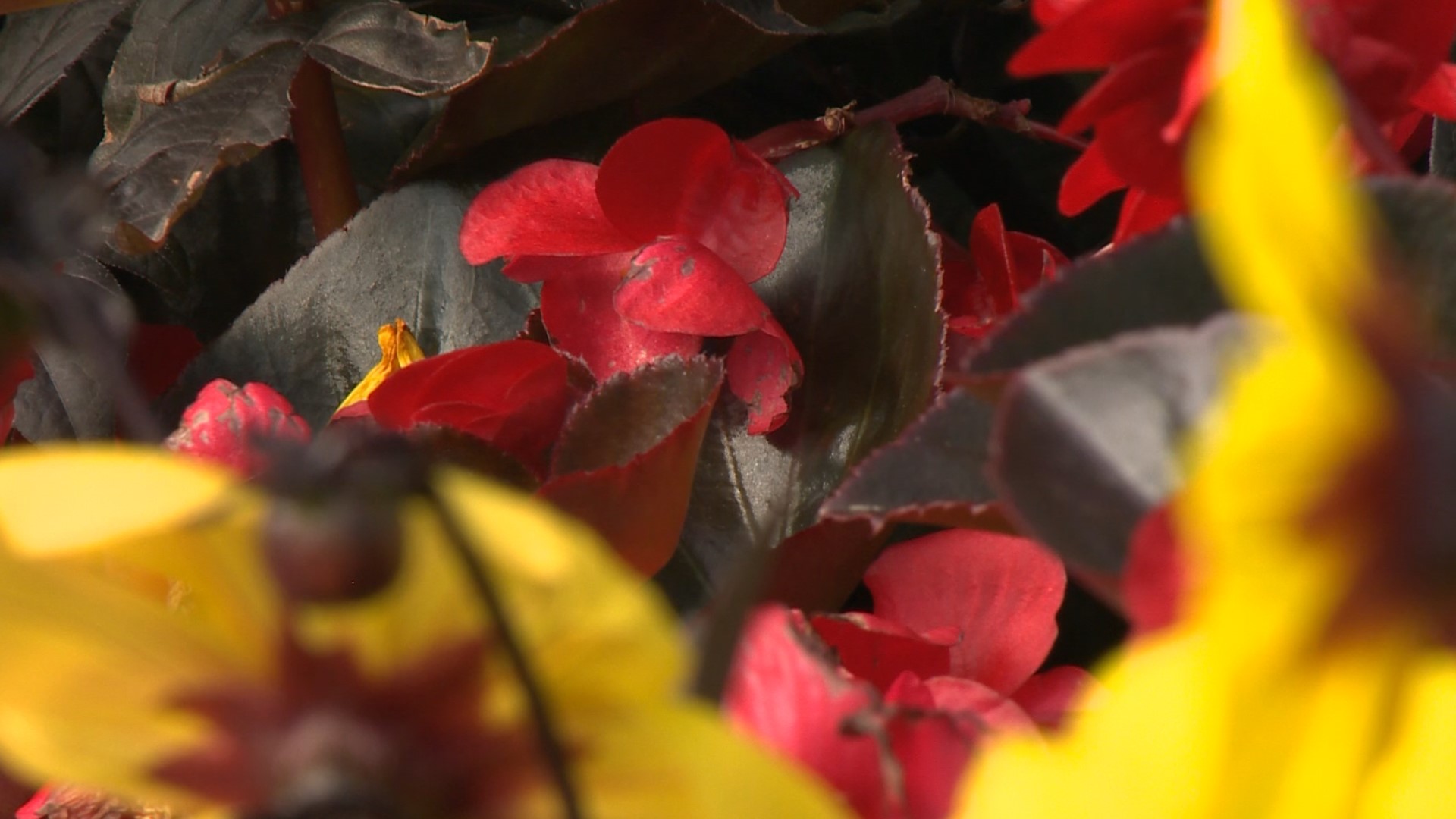 You Can Grow It: A visit to Scentsy Commons | ktvb.com