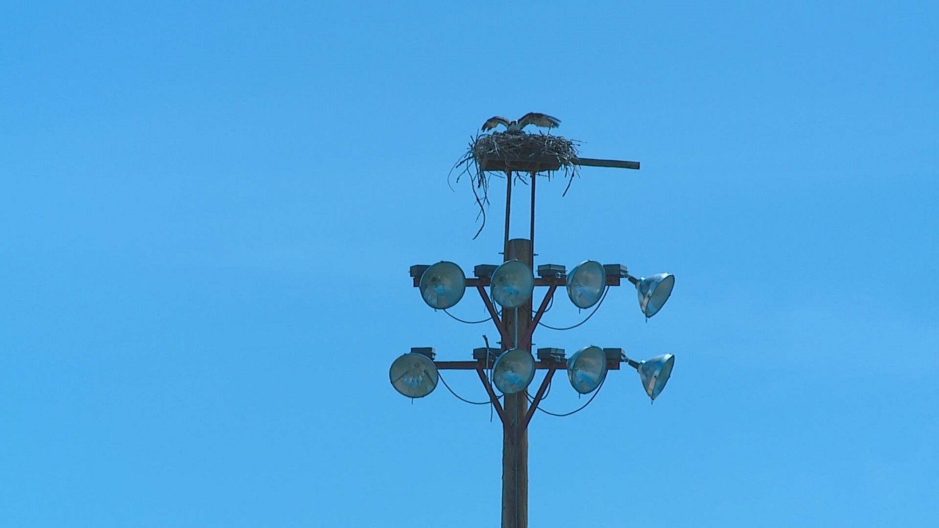 Bird of prey builds nest on top of light tower at home of the Boise ...