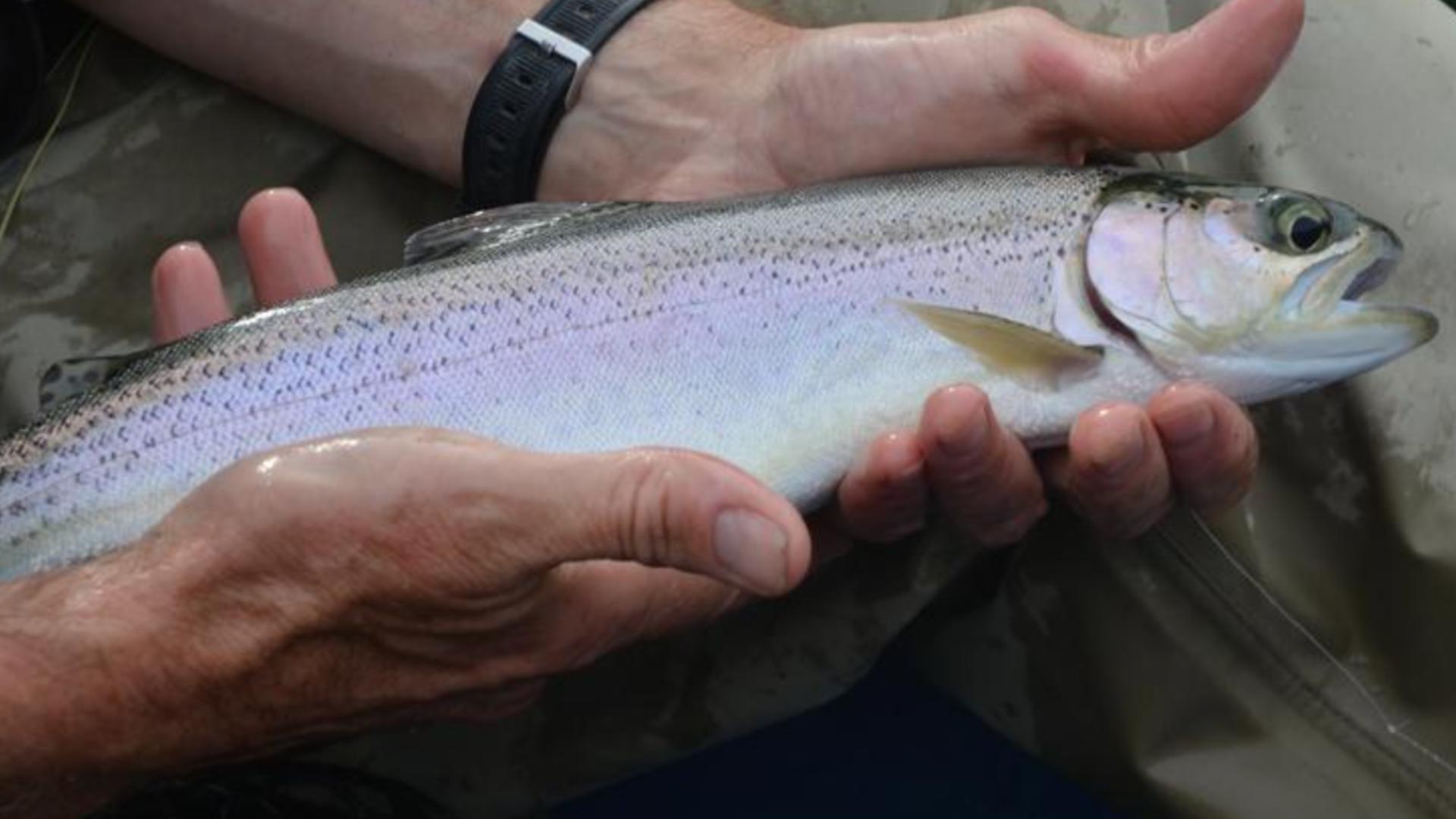 900 reasons to go fishing: IDFG to stock catchable rainbow trout in ...