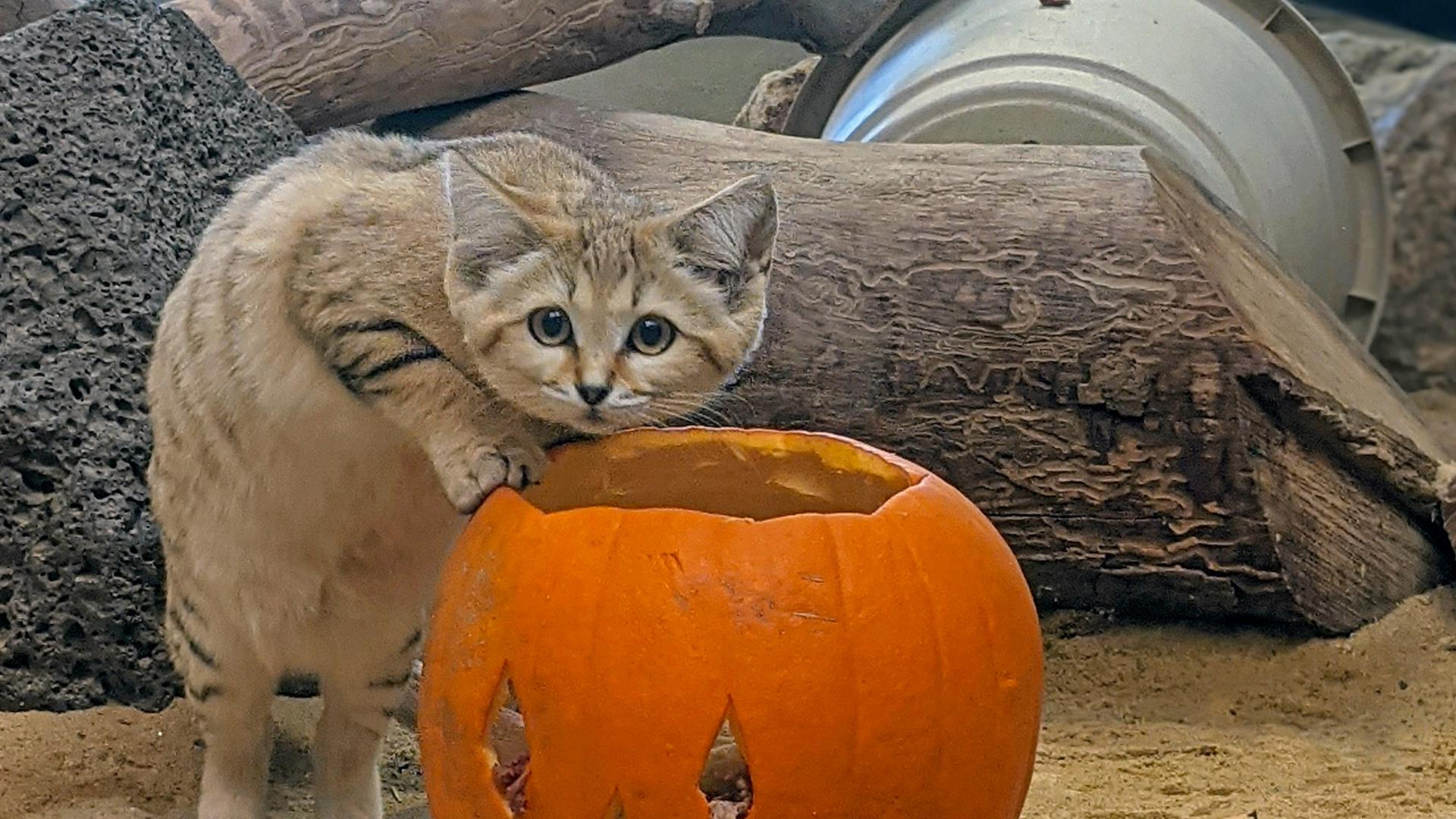 Creepin it real: Boo at the Zoo returns | ktvb.com