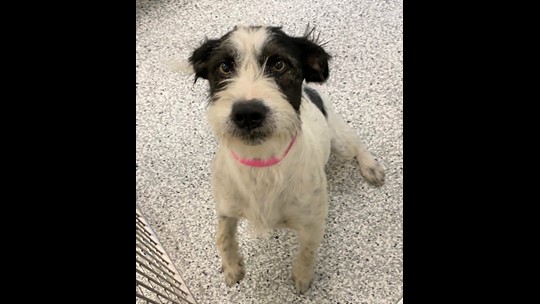 PHOTOS: Lots of dogs, puppies in Boise need forever homes | ktvb.com