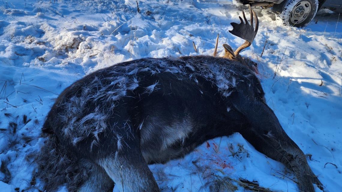 Bull moose found poached in Craig Mountain Wildlife Management Area ...