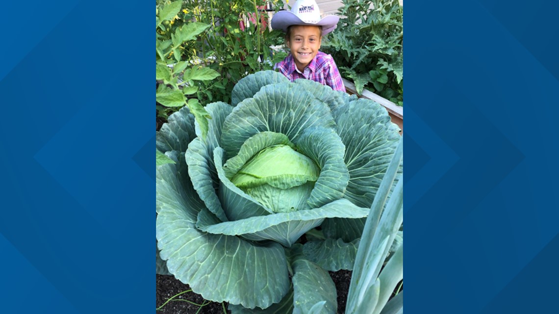Nampa third grader honored for growing humongous cabbage | ktvb.com