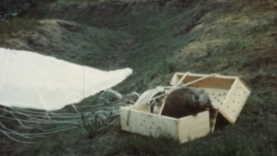 Geronimo! Yes, Idaho really dropped beavers with parachutes from ...