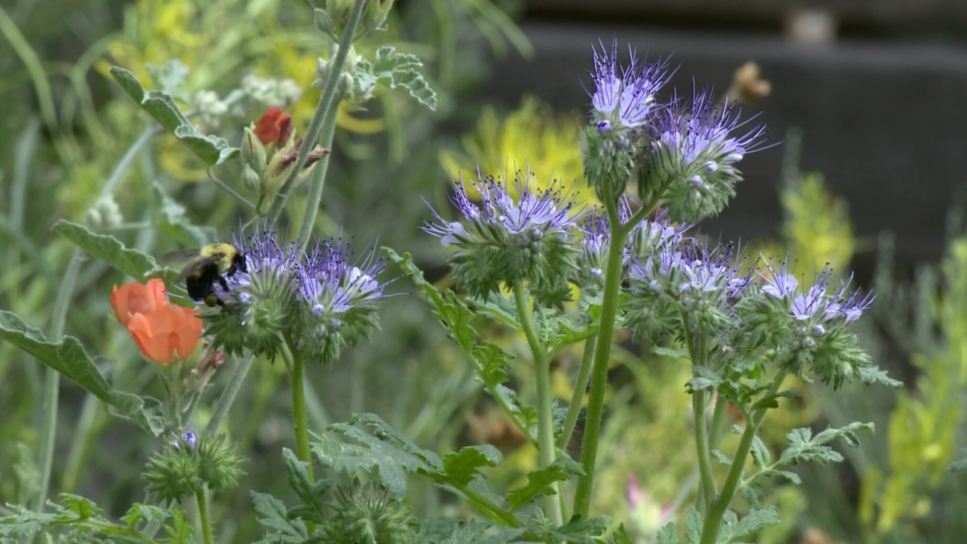 You Can Grow It: Providing a habitat for pollinators | ktvb.com