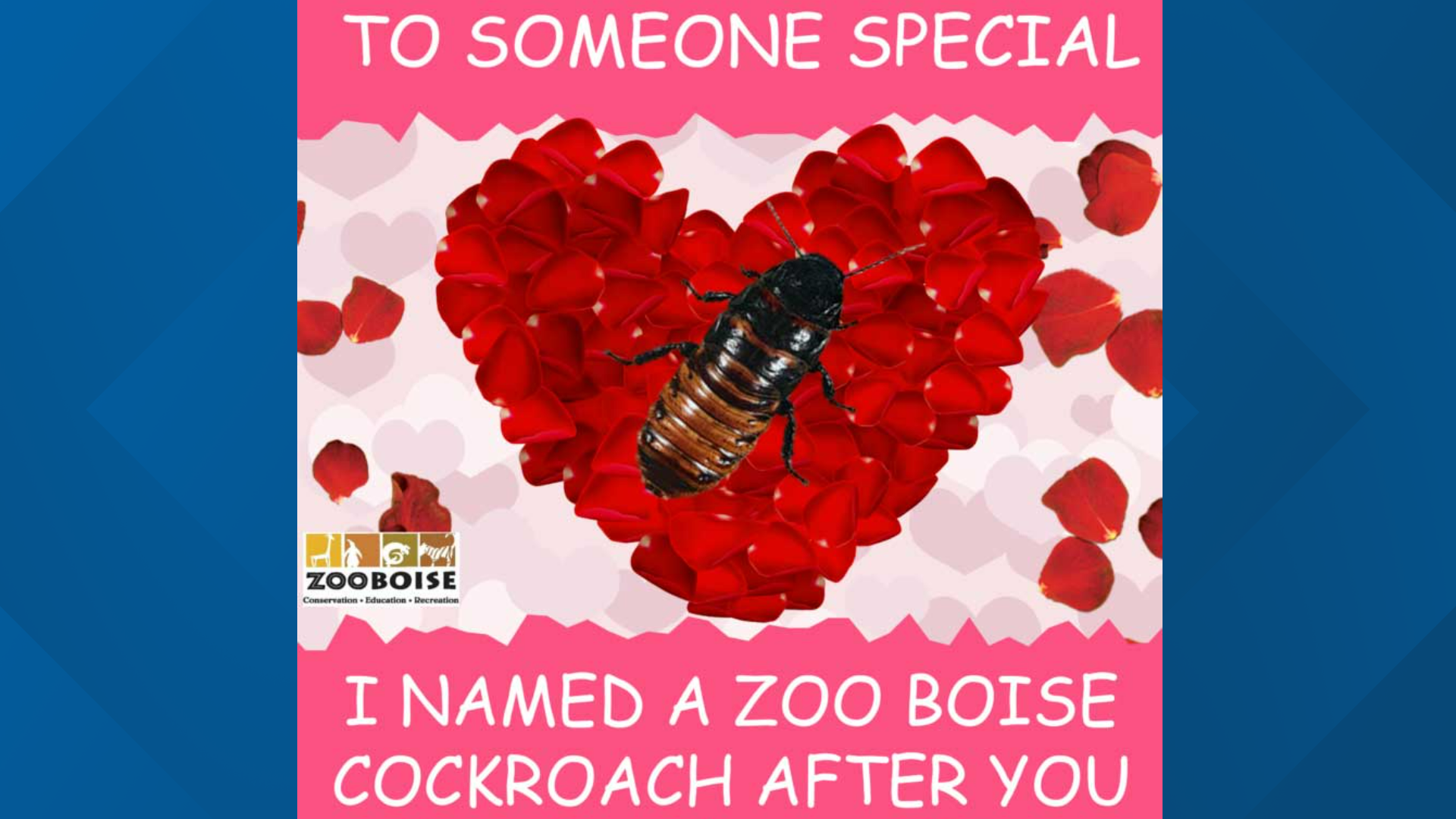 Bugged or beloved: Name a Zoo Boise cockroach for Valentine's Day ...