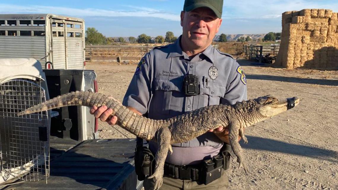 3.5 foot alligator found south of New Plymouth | ktvb.com