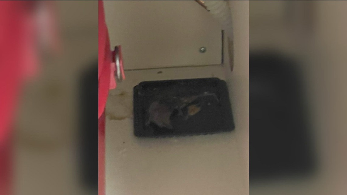 Boise teacher battles school district over rodent infestation | ktvb.com