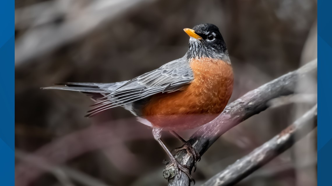 The bird on the street: Springtime is the right time to see robins in ...