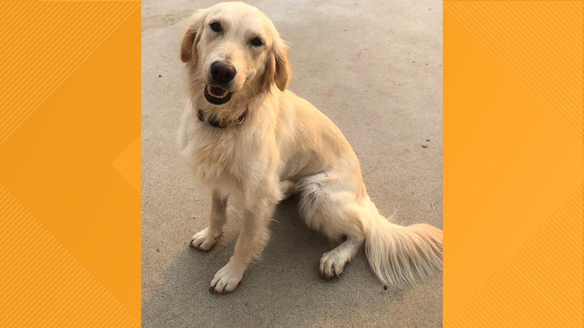 Boise Police adopts outreach canine from Idaho Humane Society | ktvb.com