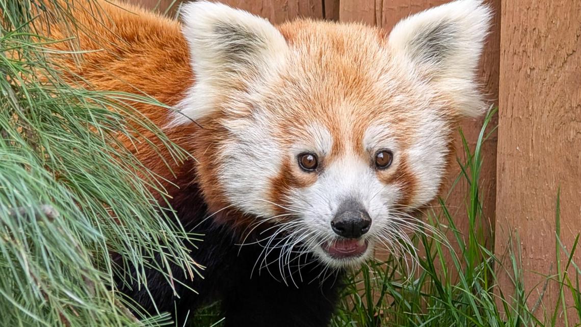 Zoo Boise welcomes red panda Twix to the family | ktvb.com