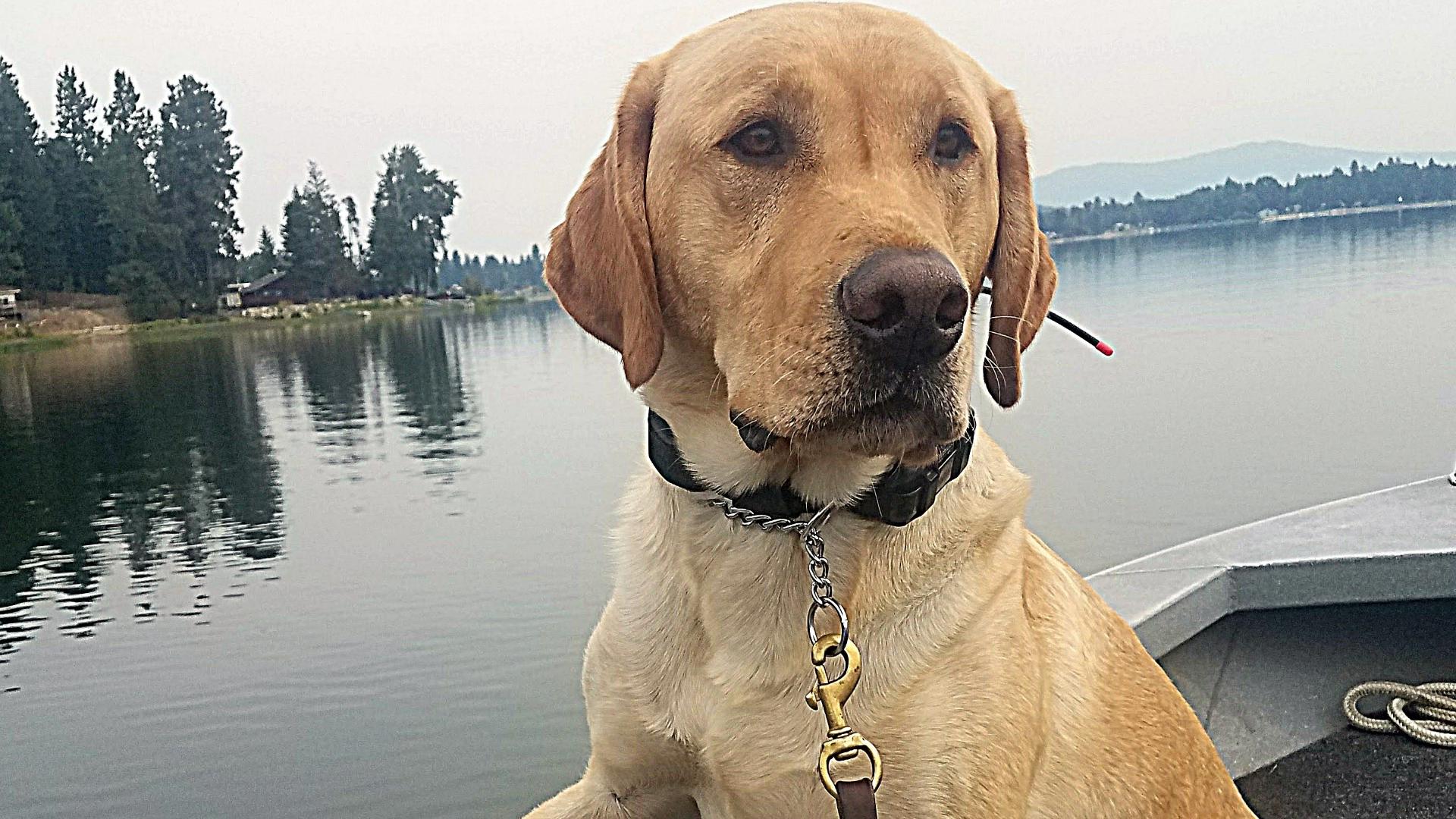 Hudson, K9 labrador, se jubila tras 10 años de servicio en Idaho | ktvb.com