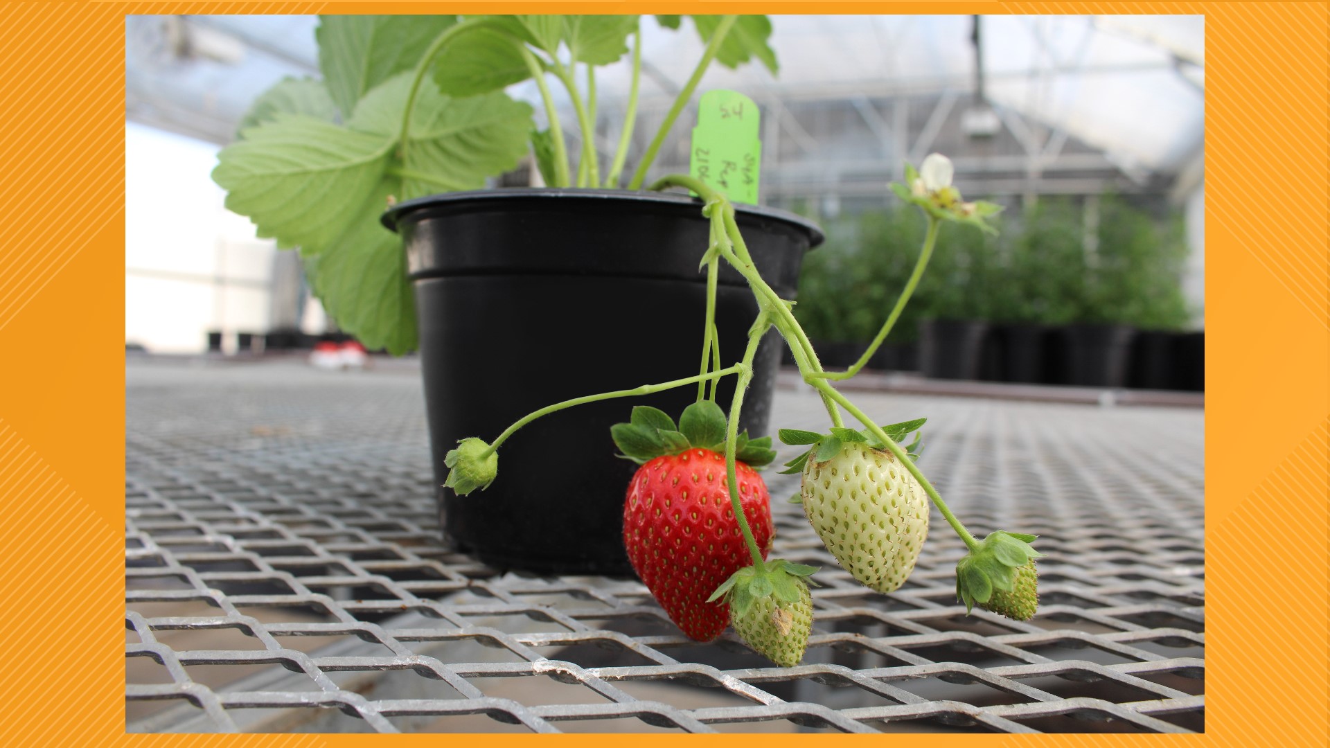 Simplot and California plant breeder announce plans for gene-edited ...