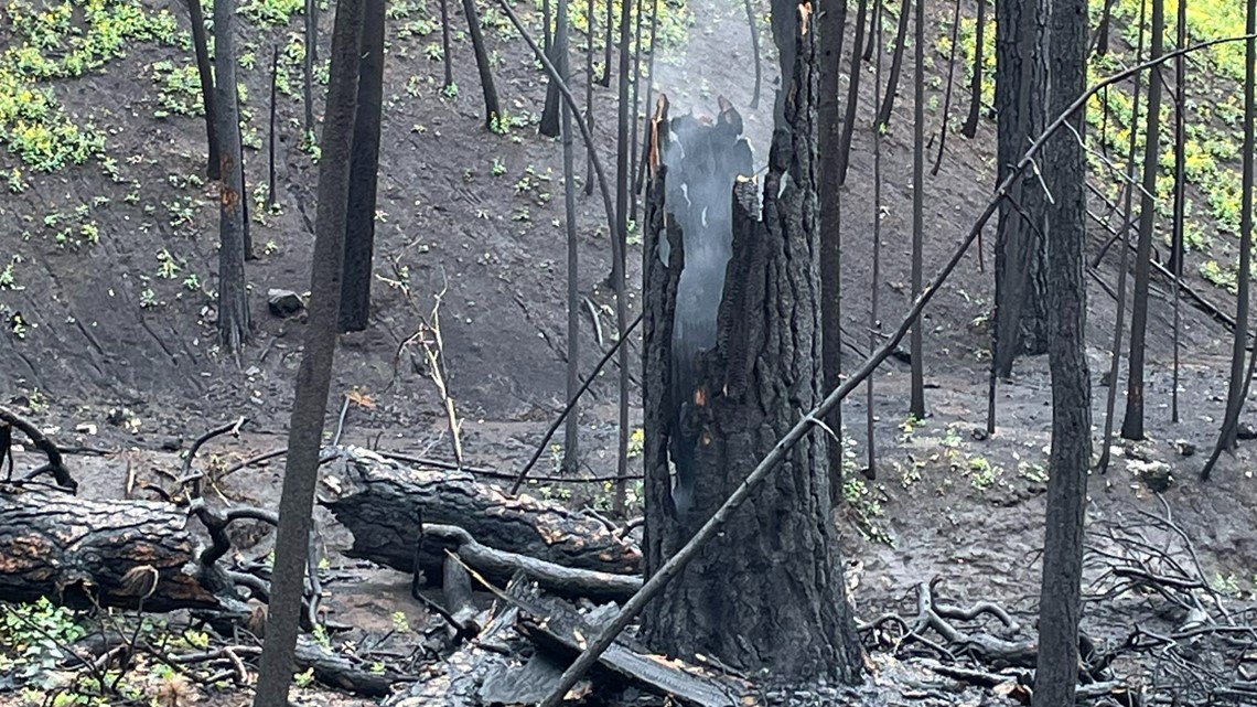 Smoldering snag recently found in area of 2022 Moose Fire | ktvb.com
