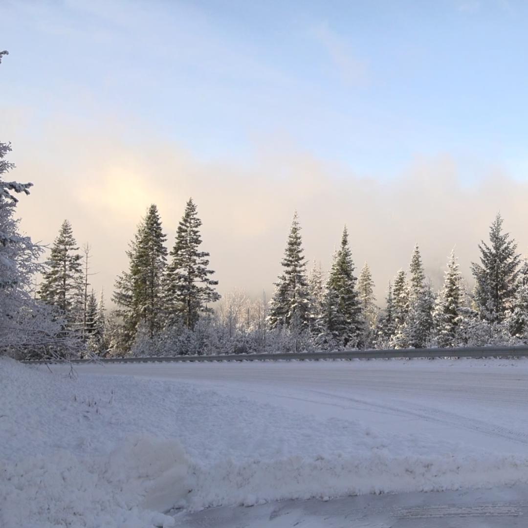 Boise National Forest offers $10 Christmas tree permits for holiday ...