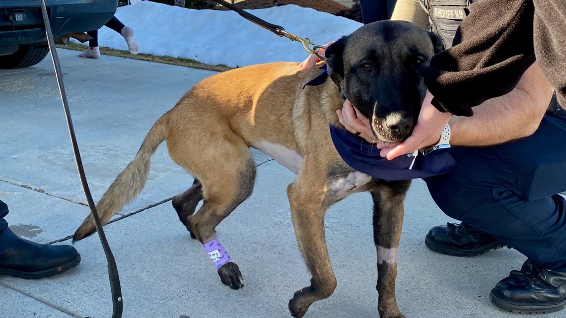 Both K9 dogs stabbed in Boise released from animal hospital | ktvb.com