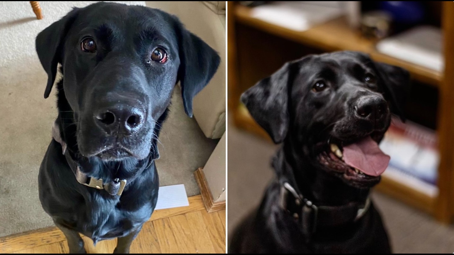 Idaho State Police: Missing K9 officer found | ktvb.com