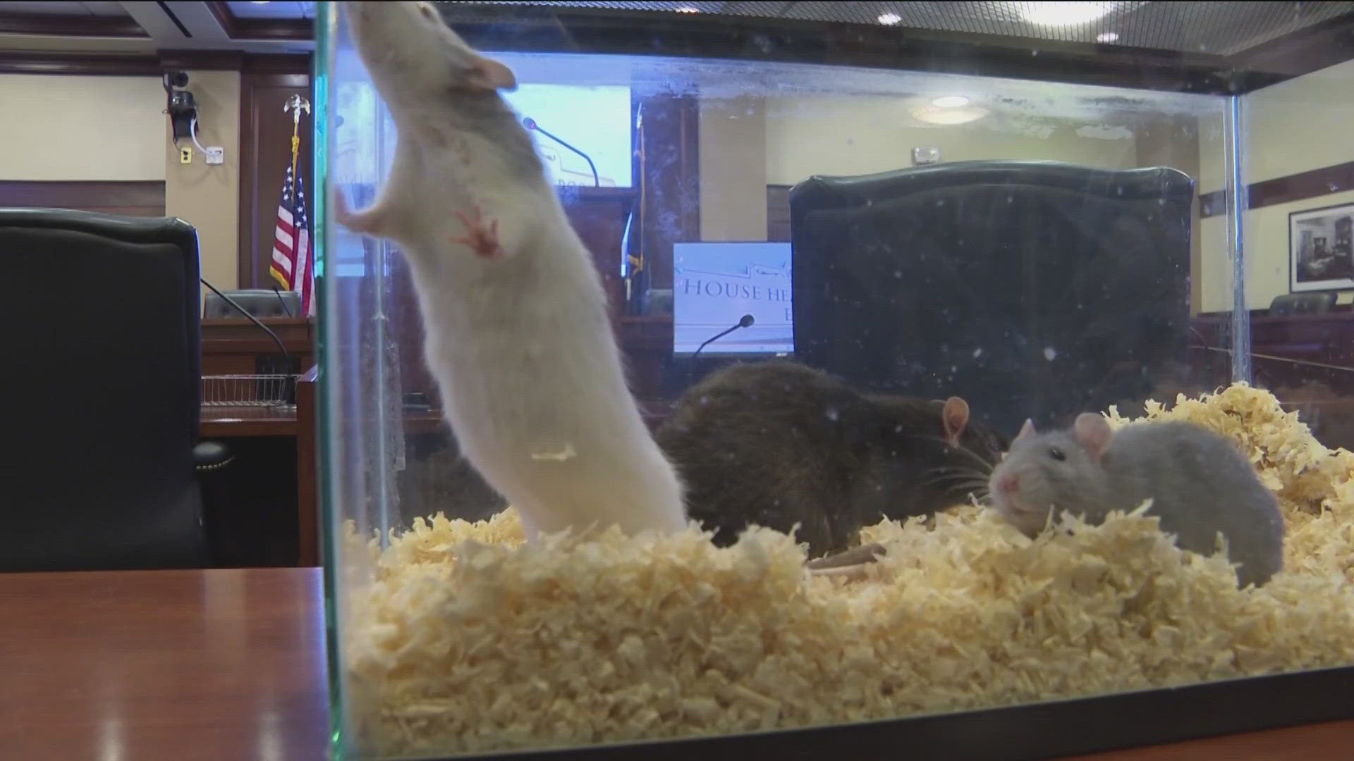 Rat problem grows in Ada County. Solution remains undetermined | ktvb.com