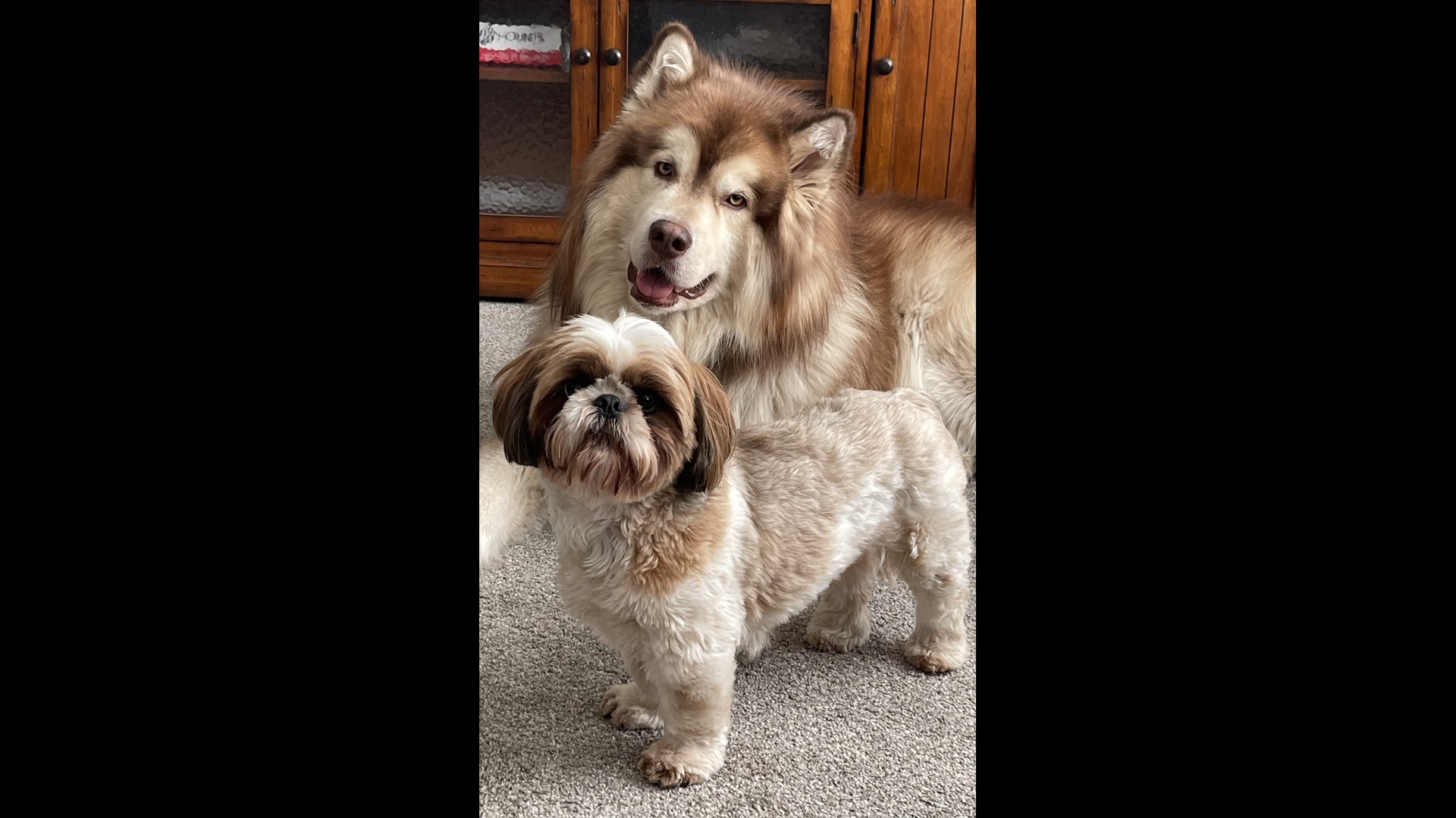Idaho Today - Pet Pics | ktvb.com