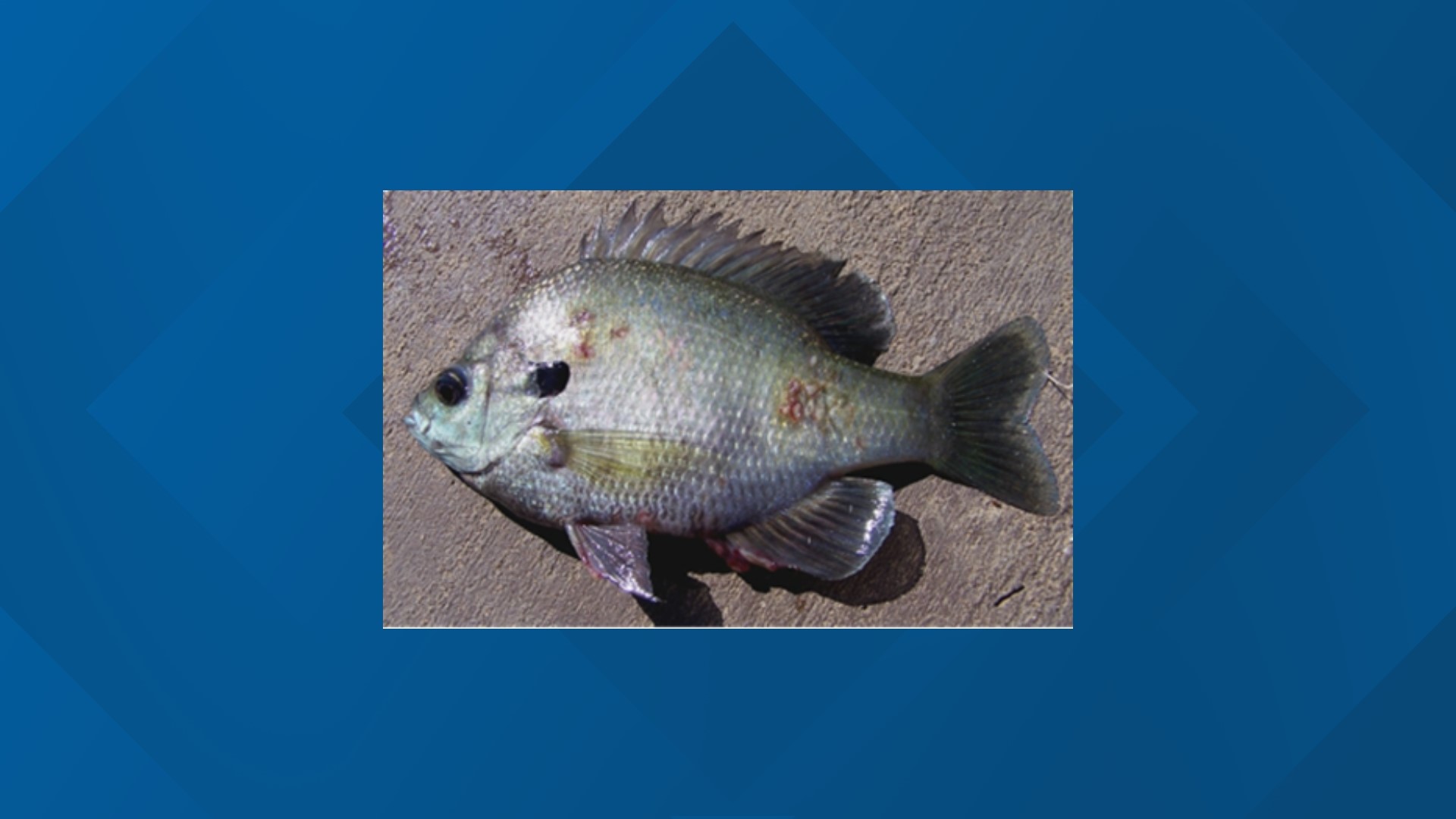 Grab some grub: Yellow grubs found in fish caught locally, IDFG said ...