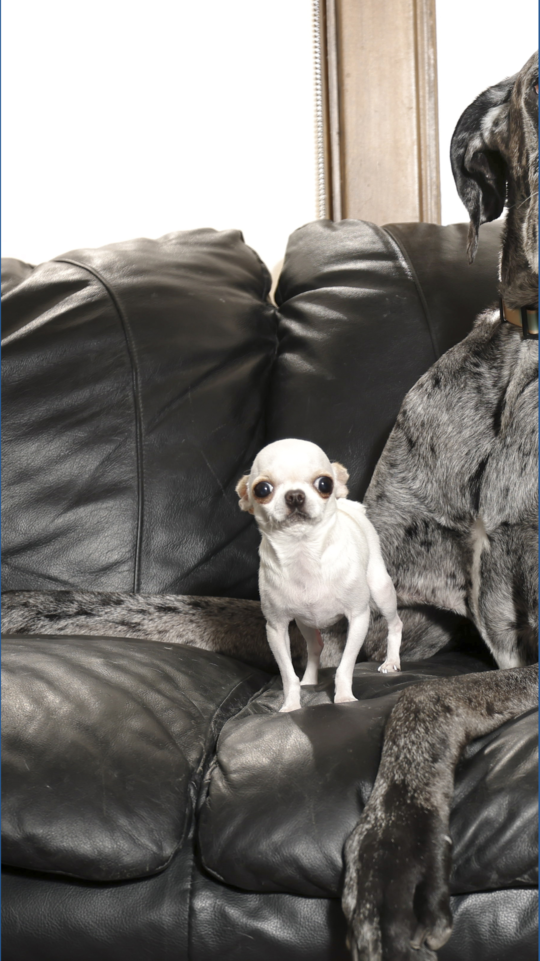 World's tallest and smallest dogs meet up for a playdate | ktvb.com