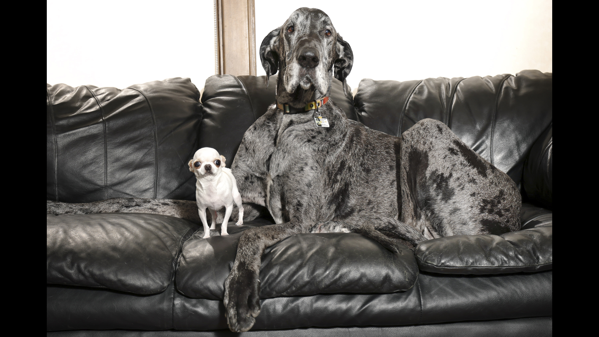 World's tallest and smallest dogs meet up for a playdate | ktvb.com