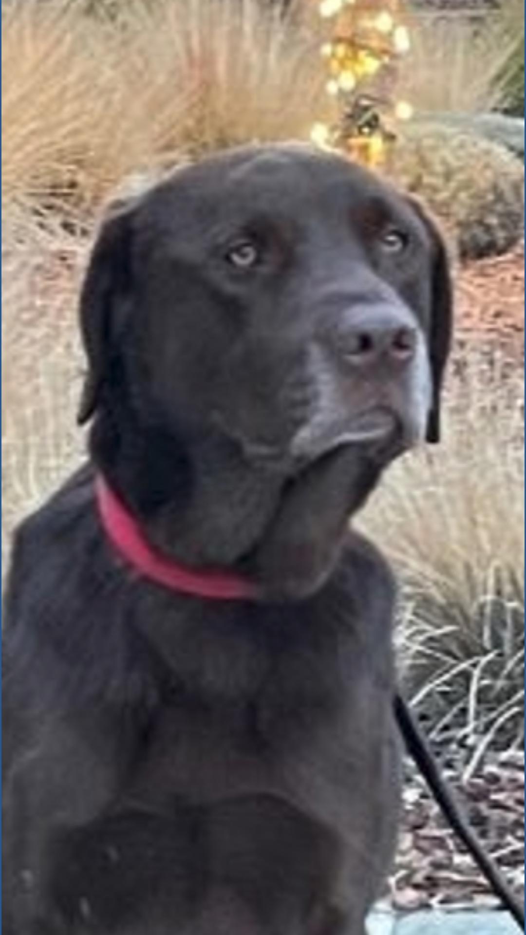 Welcome, Grizz: Eagle Police introduce new K9 officer to squad | ktvb.com