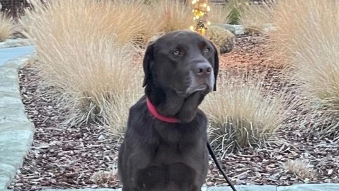Welcome, Grizz: Eagle Police introduce new K9 officer to squad | ktvb.com