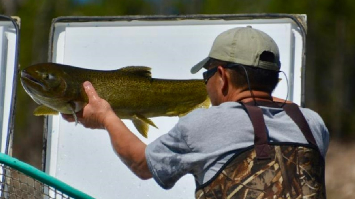 Oxygen pump malfunction kills 1.2M Chinook salmon at Idaho hatchery ...