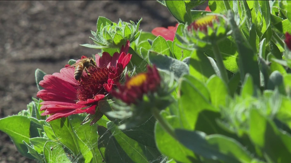 New pollinator garden blooms, helping farms and bees in Parma | ktvb.com