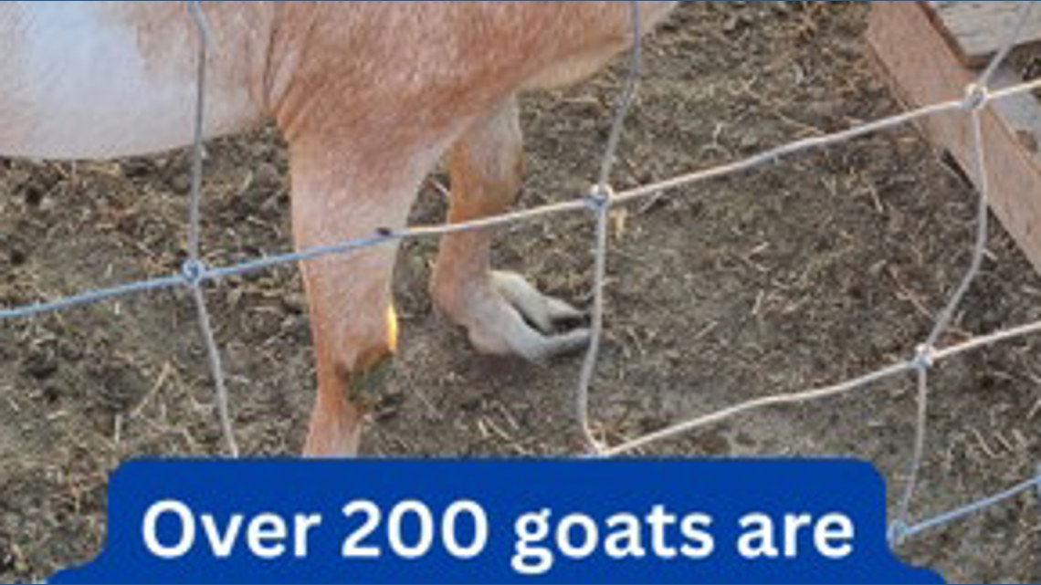 Barr Dairy Farm Animal Cruelty Indictment | ktvb.com