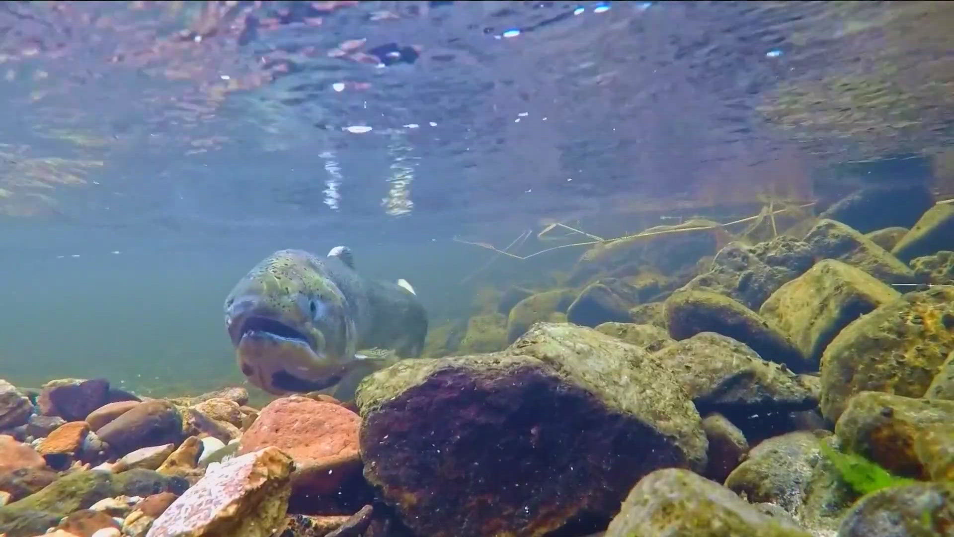 Idaho Fish and Game unveils e-tagging app for salmon, steelhead permits ...