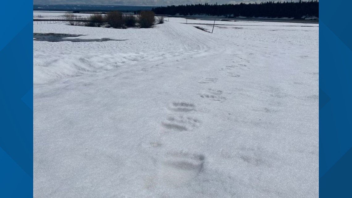 'It's spring, Yogi': Bears are coming out of hibernation | ktvb.com