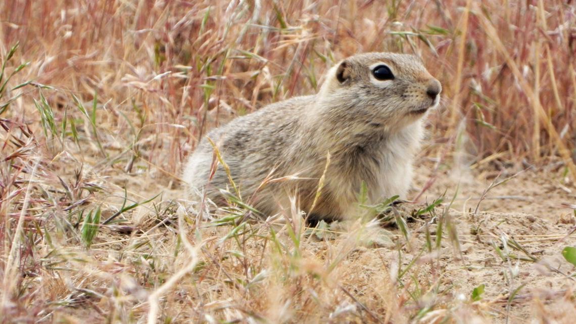 Researchers discover new species of squirrel in Idaho | ktvb.com
