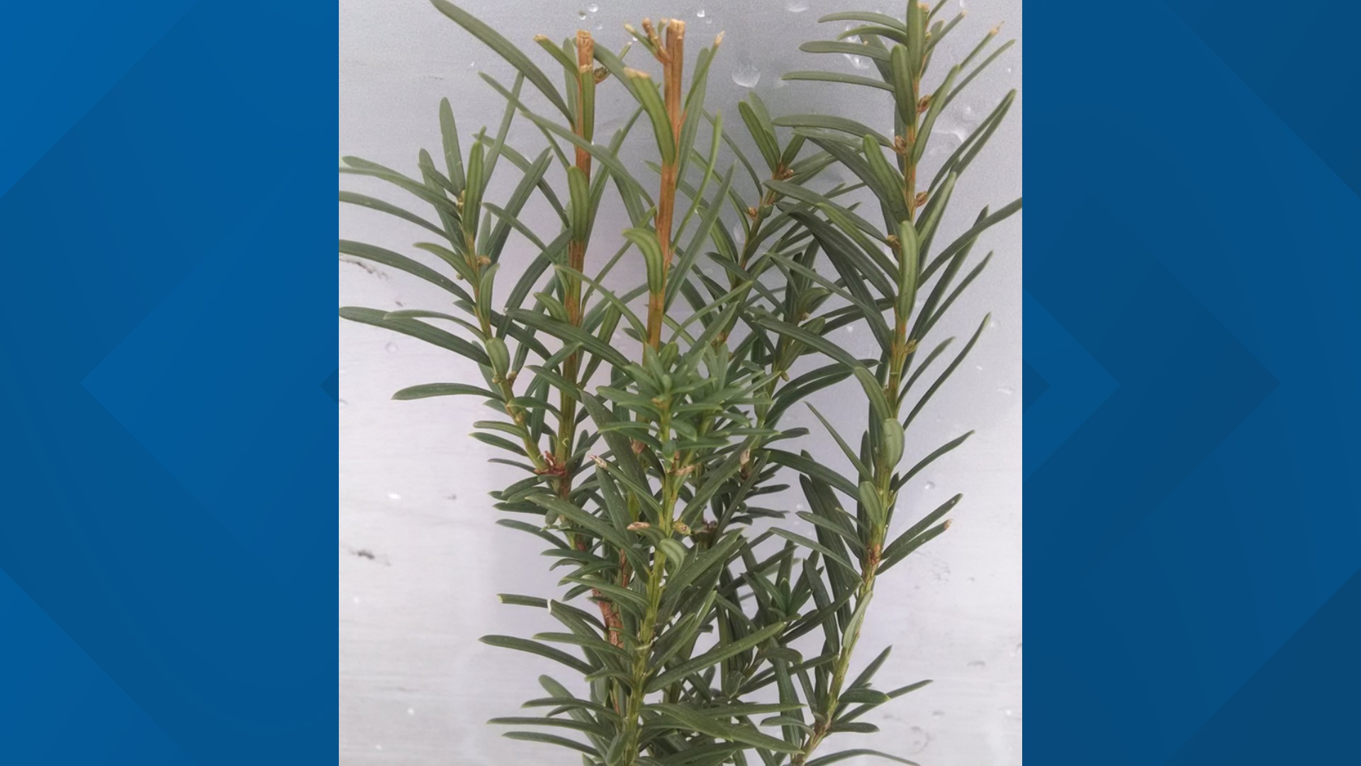 5 elk die after eating toxic yew plants | ktvb.com