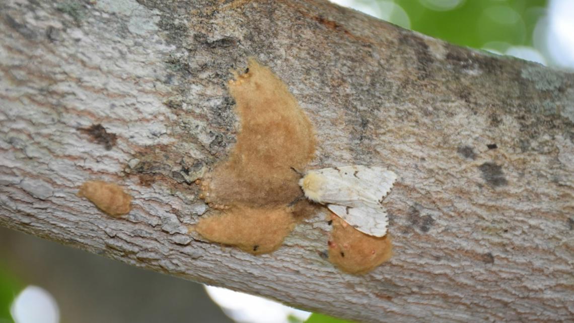 Invasive moth detected in Sandpoint | ktvb.com