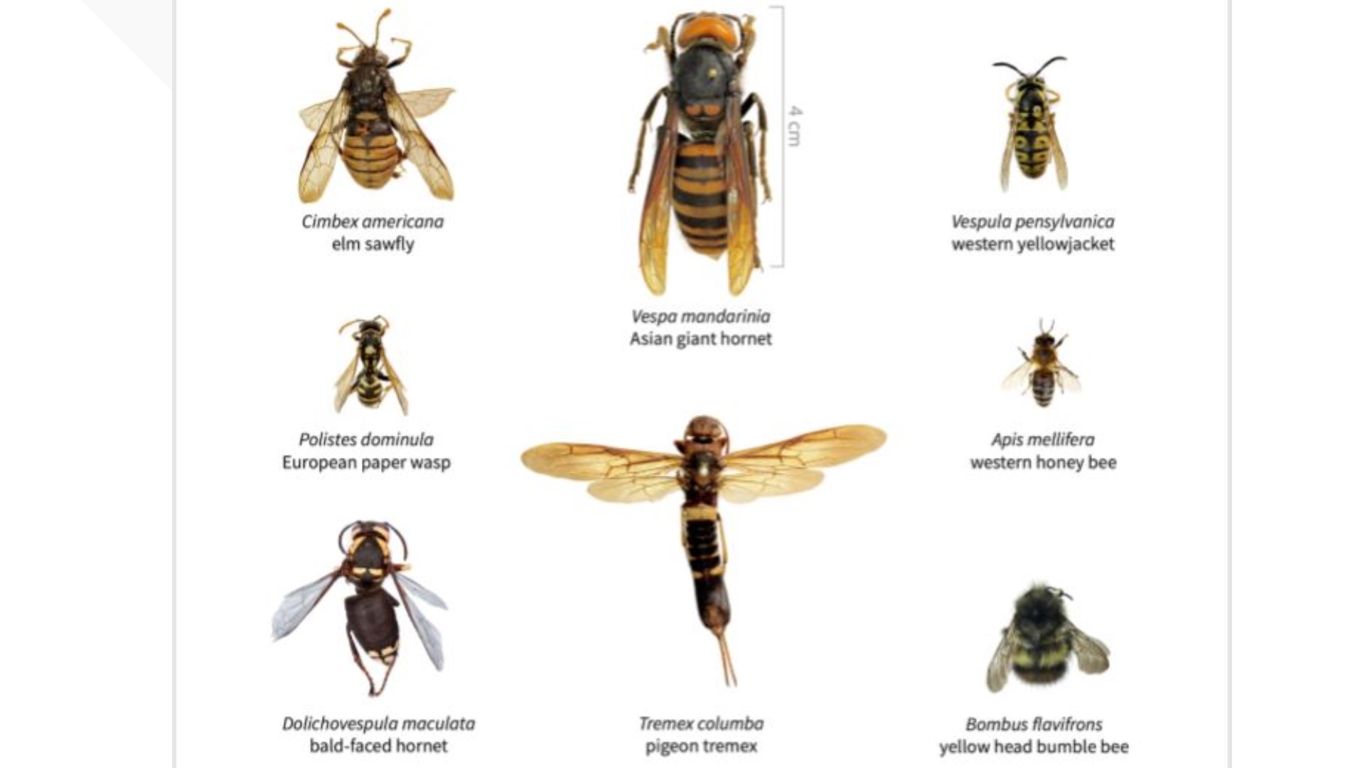 VERIFY: Are the large insects spotted around the Treasure Valley ...