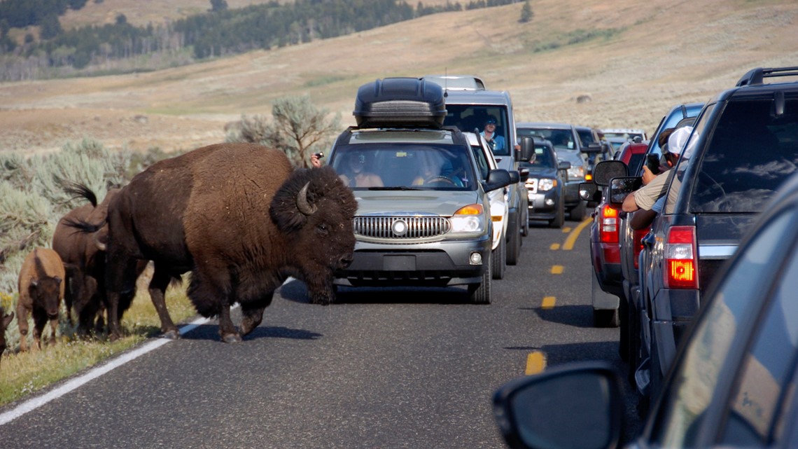 Yellowstone looks at new bison plan, less focus on slaughter | ktvb.com