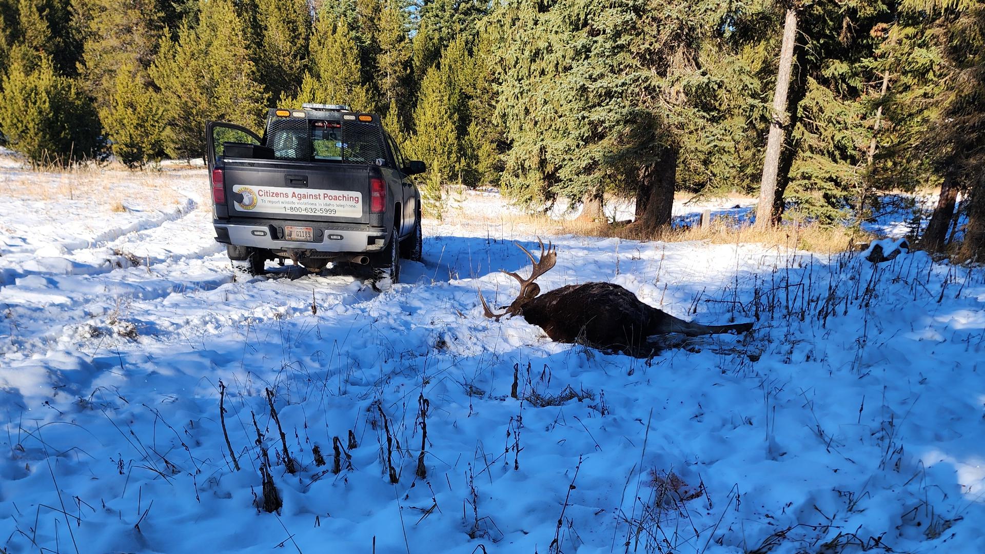 Bull moose found poached in Craig Mountain Wildlife Management Area ...