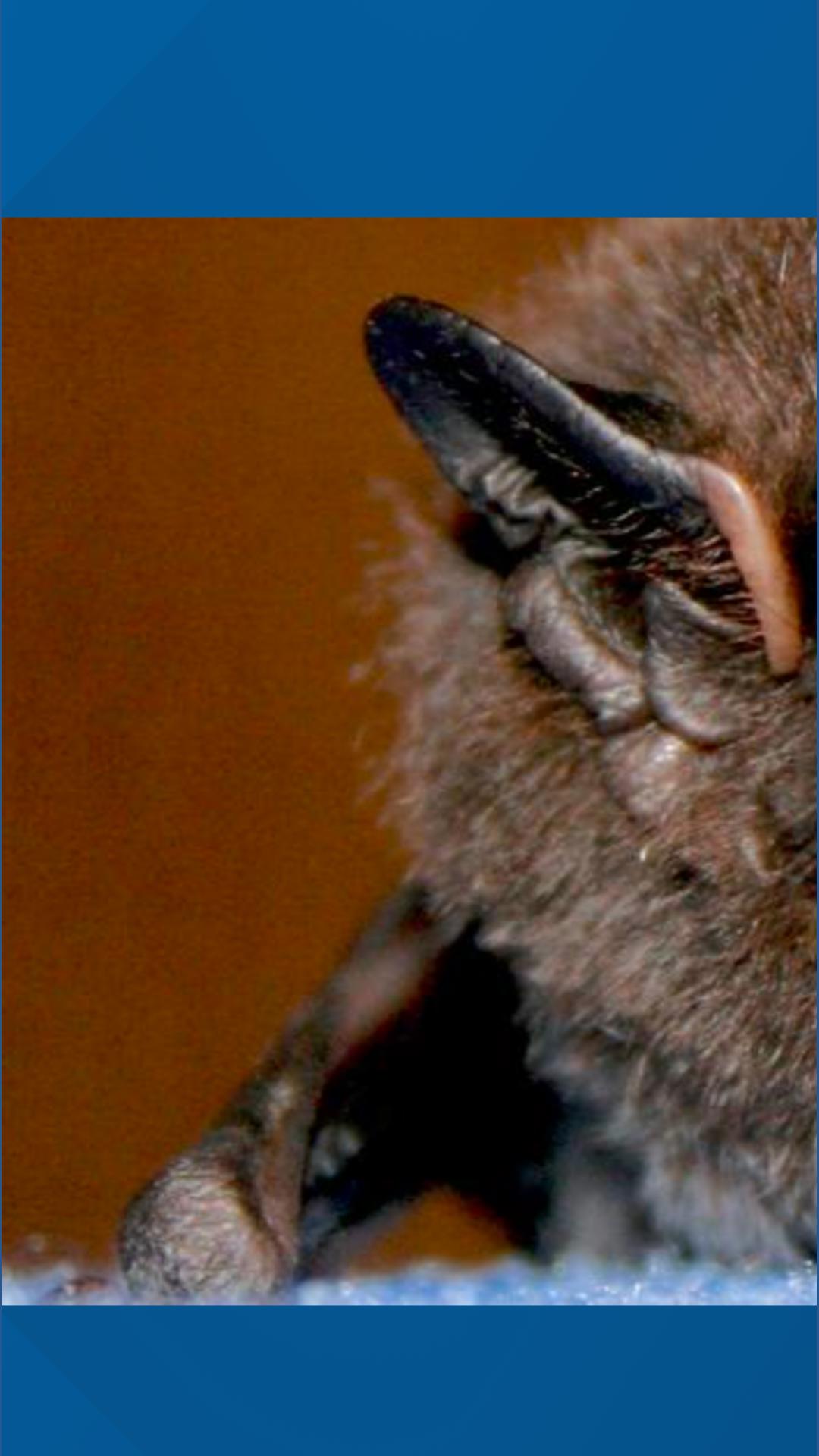 Bat found in Downtown Boise tests positive for rabies | ktvb.com